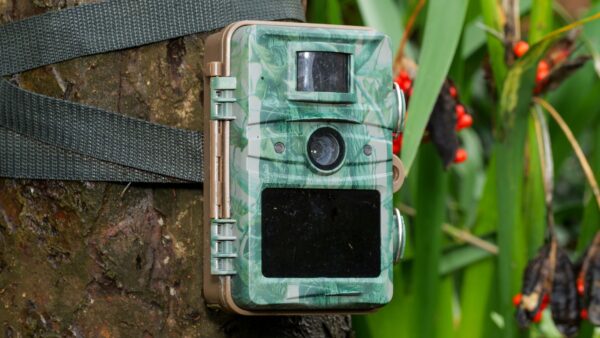 Top Rated Trail Cameras Great for Hunting And Scouting - HUNTING CALIFORNIA