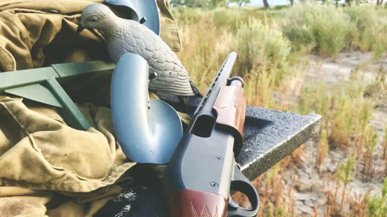 How to Shoot Dove In Flight - HUNTING CALIFORNIA